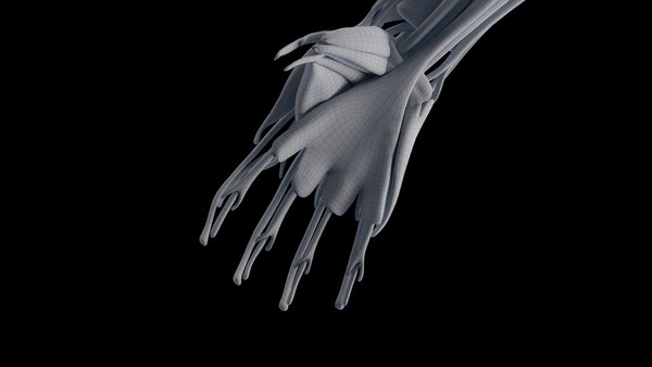 modelo 3d Músculos masculinos humanos estáticos - TurboSquid 2014017