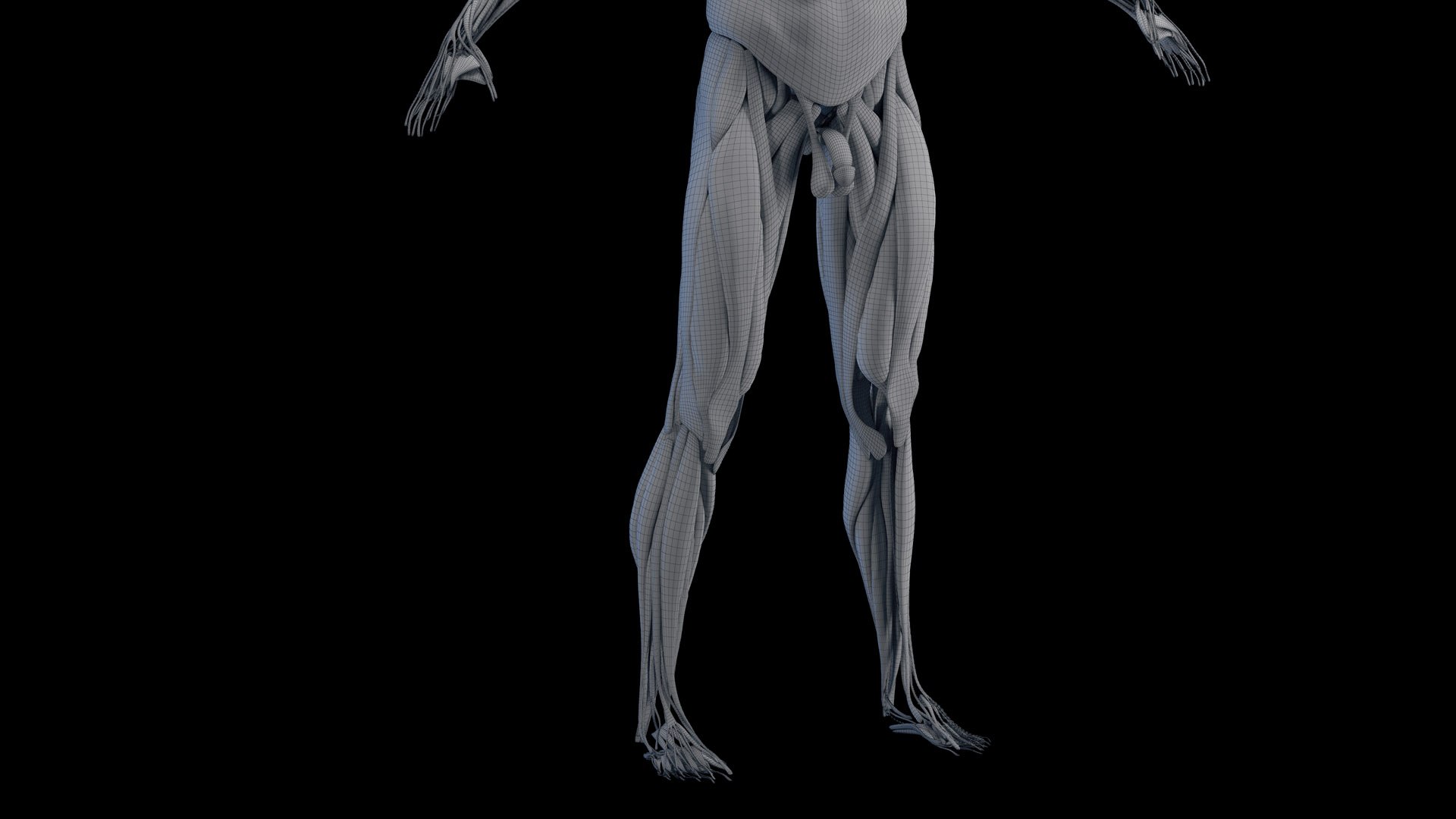 Human Male Muscles Static 3D - TurboSquid 2014017