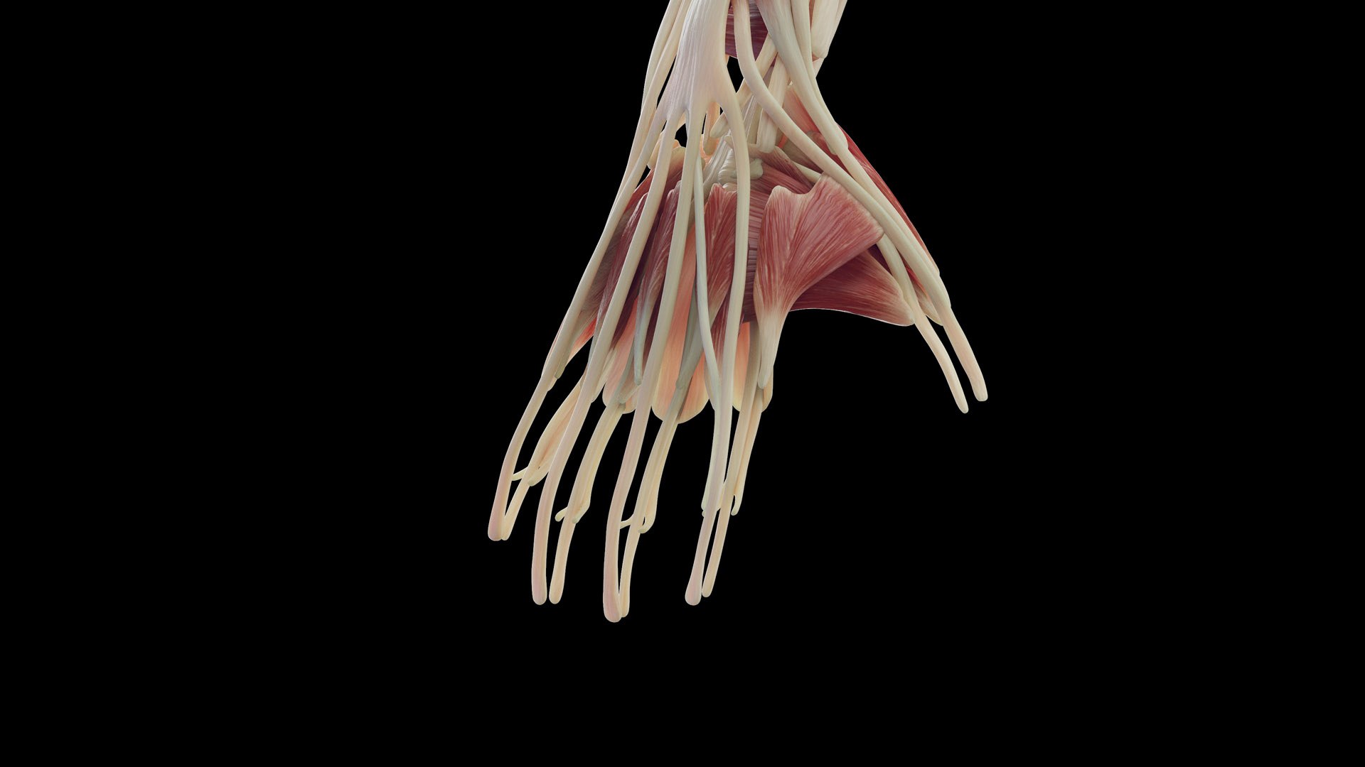 Human Male Muscles Static 3D - TurboSquid 2014017