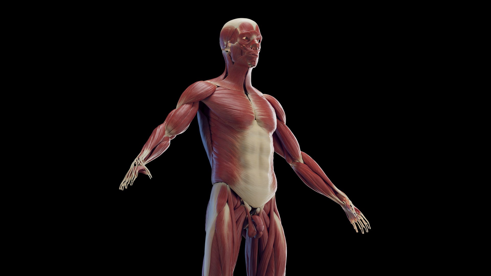 Human Male Muscles Static 3D - TurboSquid 2014017