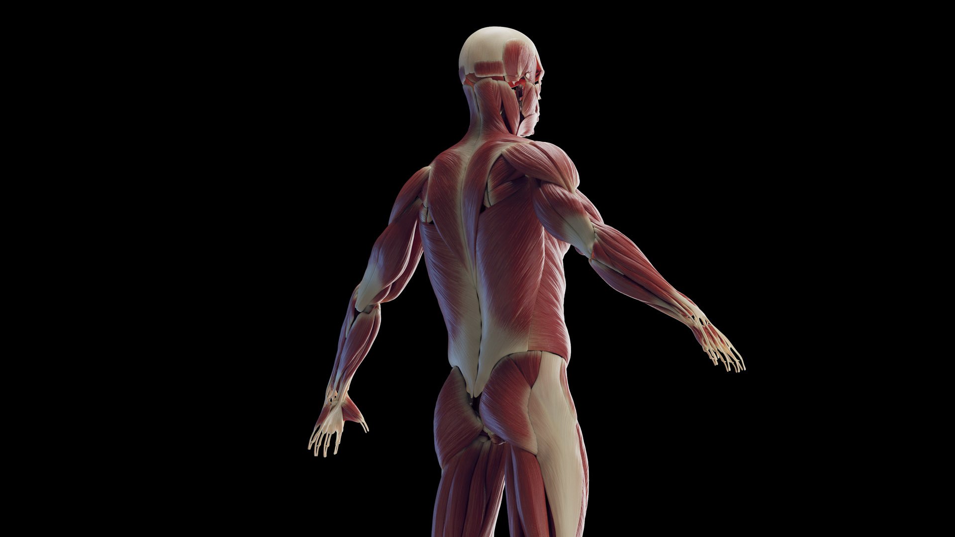 Human Male Muscles Static 3D - TurboSquid 2014017