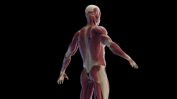 modelo 3d Músculos masculinos humanos estáticos - TurboSquid 2014017