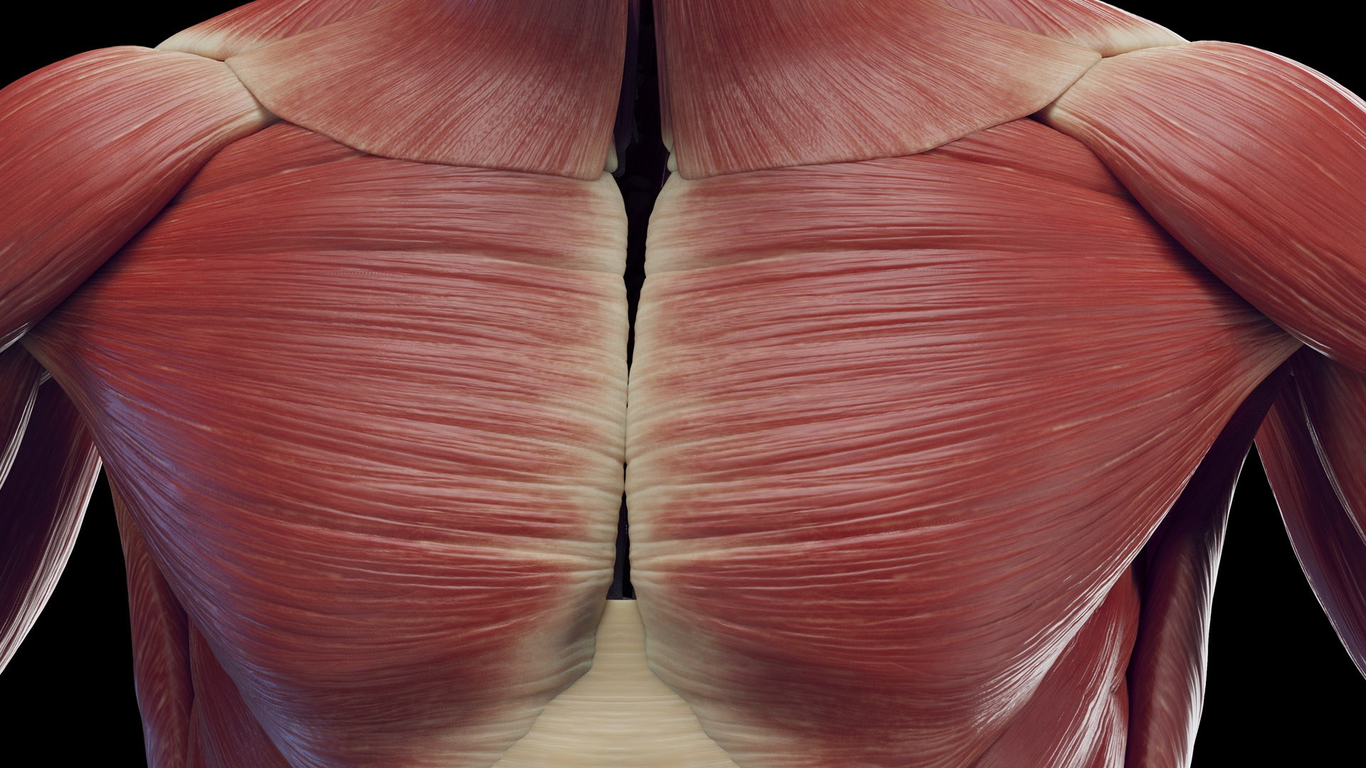 Human Male Muscles Static 3D - TurboSquid 2014017