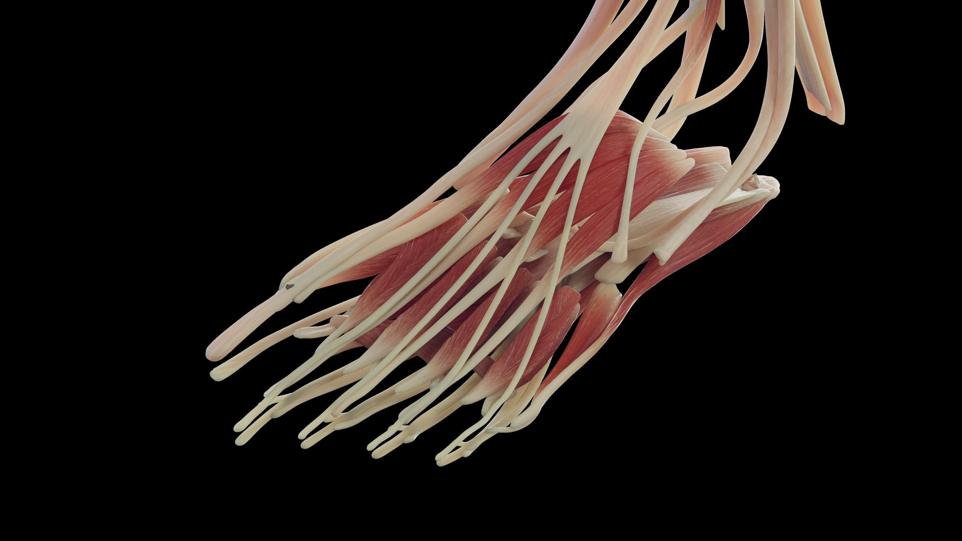 Human Male Muscles Static 3D - TurboSquid 2014017
