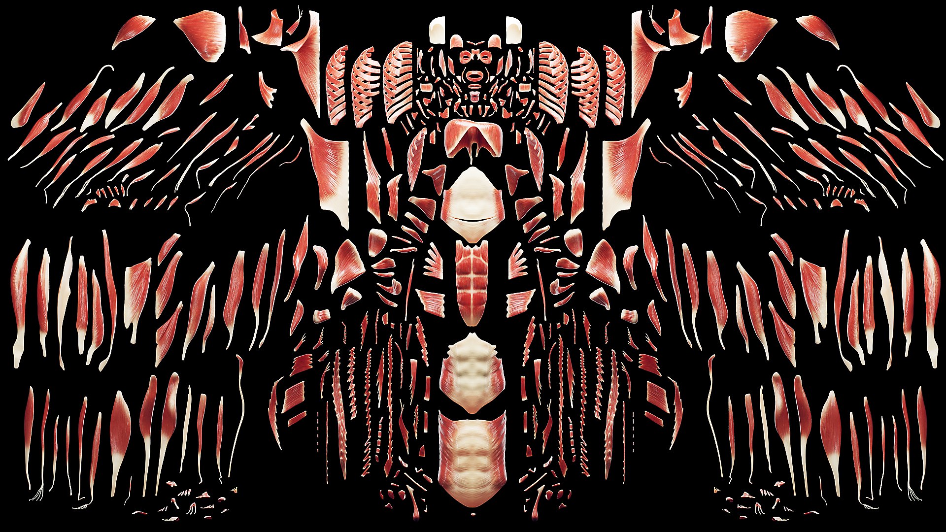 Human Male Muscles Static 3D - TurboSquid 2014017