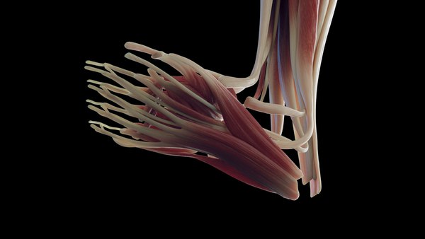 modelo 3d Músculos masculinos humanos estáticos - TurboSquid 2014017