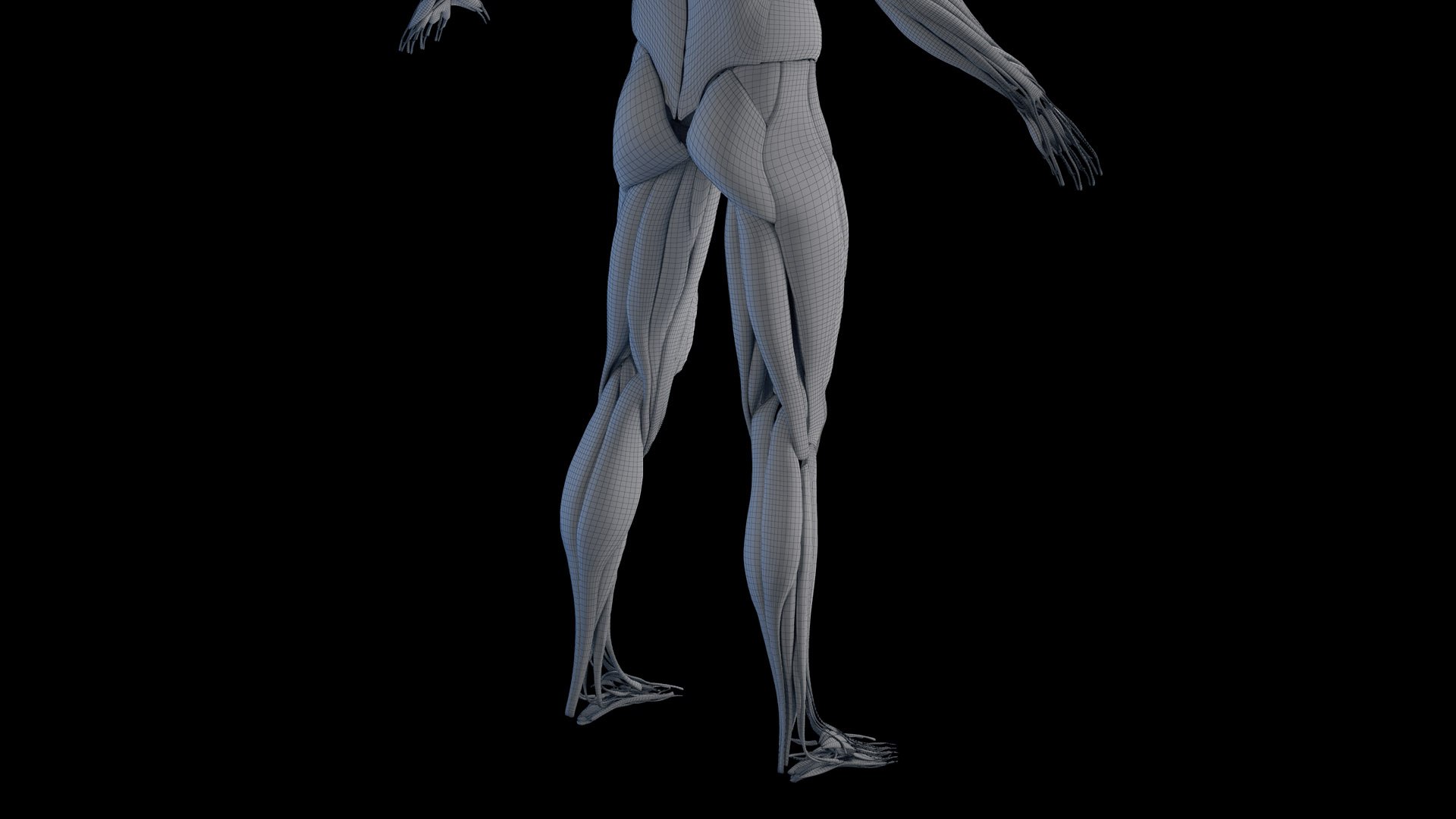 Human Male Muscles Static 3D - TurboSquid 2014017