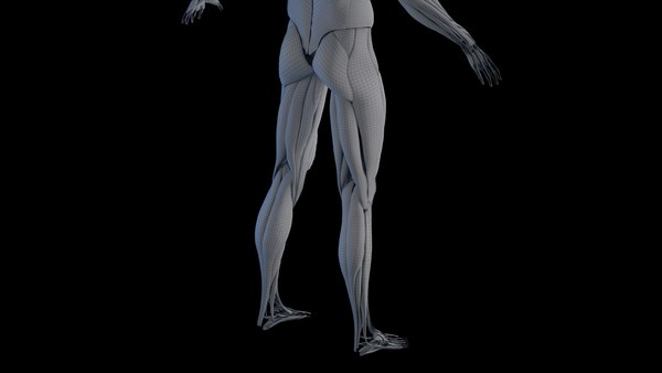 modelo 3d Músculos masculinos humanos estáticos - TurboSquid 2014017