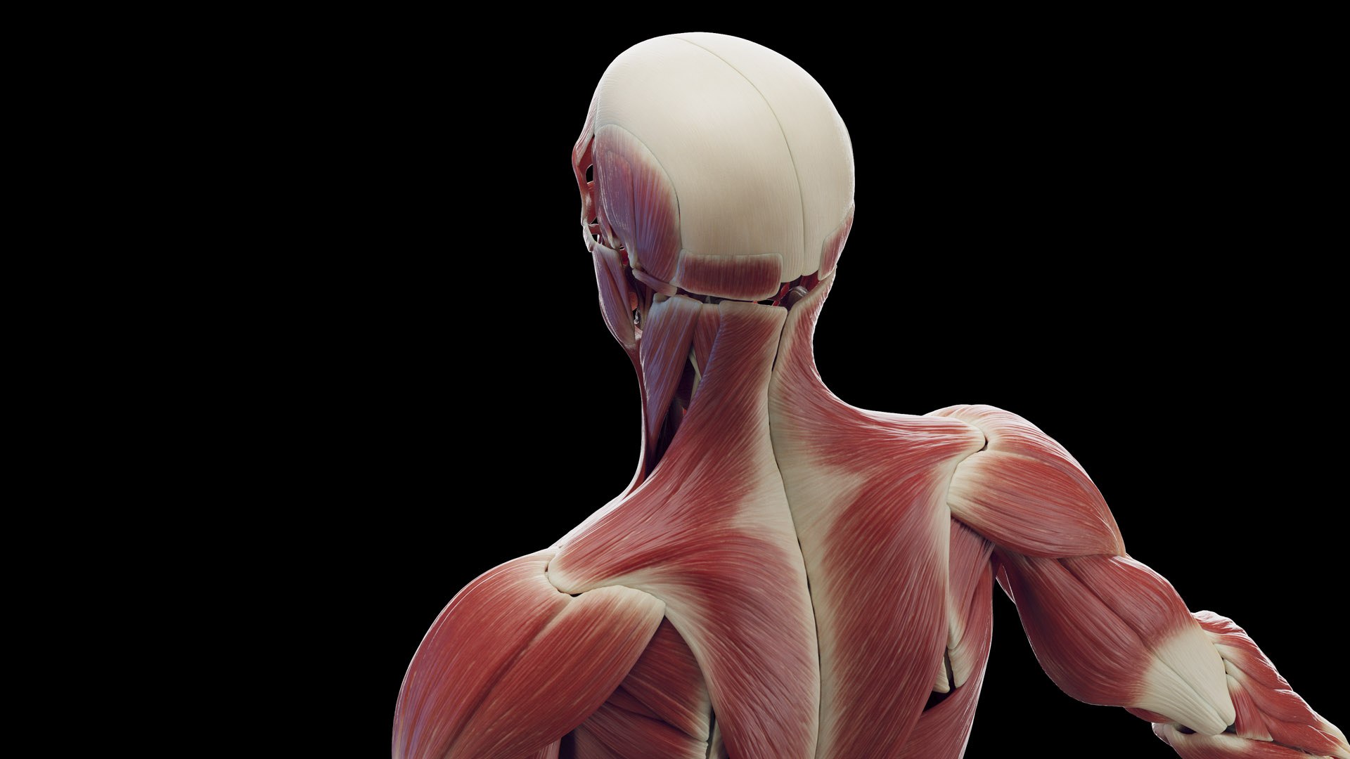 Human Male Muscles Static 3D - TurboSquid 2014017