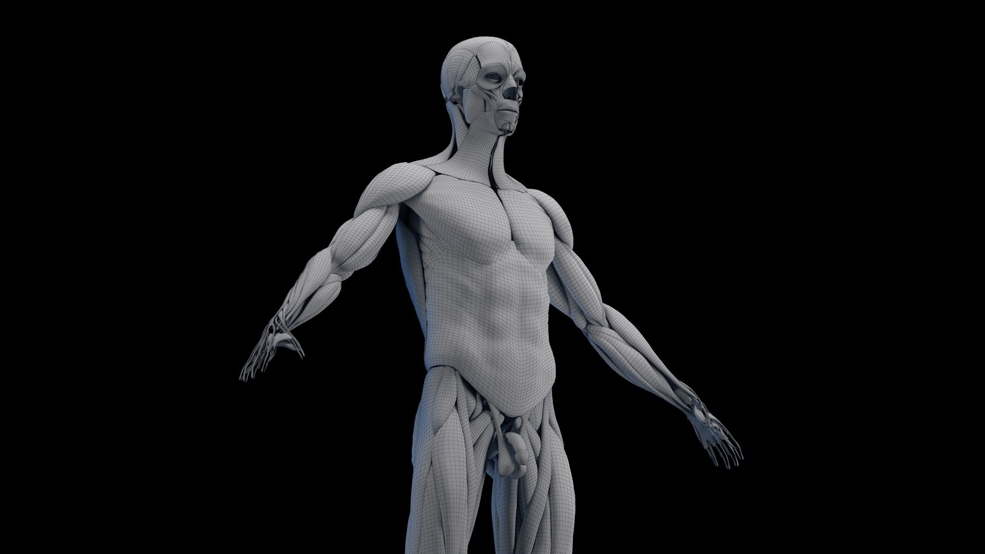 Human Male Muscles Static 3D - TurboSquid 2014017