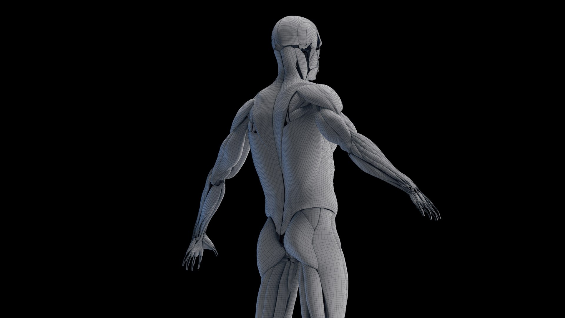 Human Male Muscles Static 3D - TurboSquid 2014017