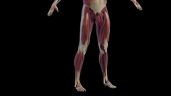 modelo 3d Músculos masculinos humanos estáticos - TurboSquid 2014017