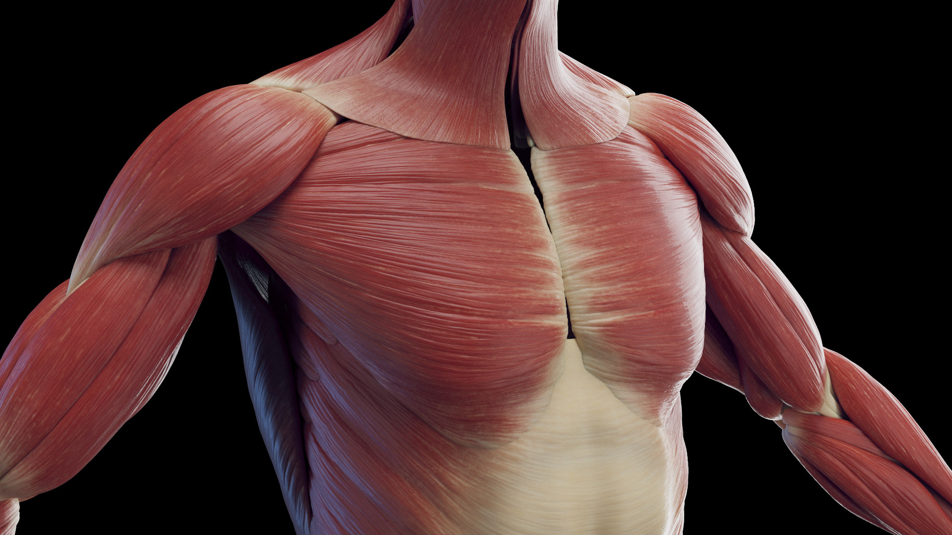 Human Male Muscles Static 3D - TurboSquid 2014017
