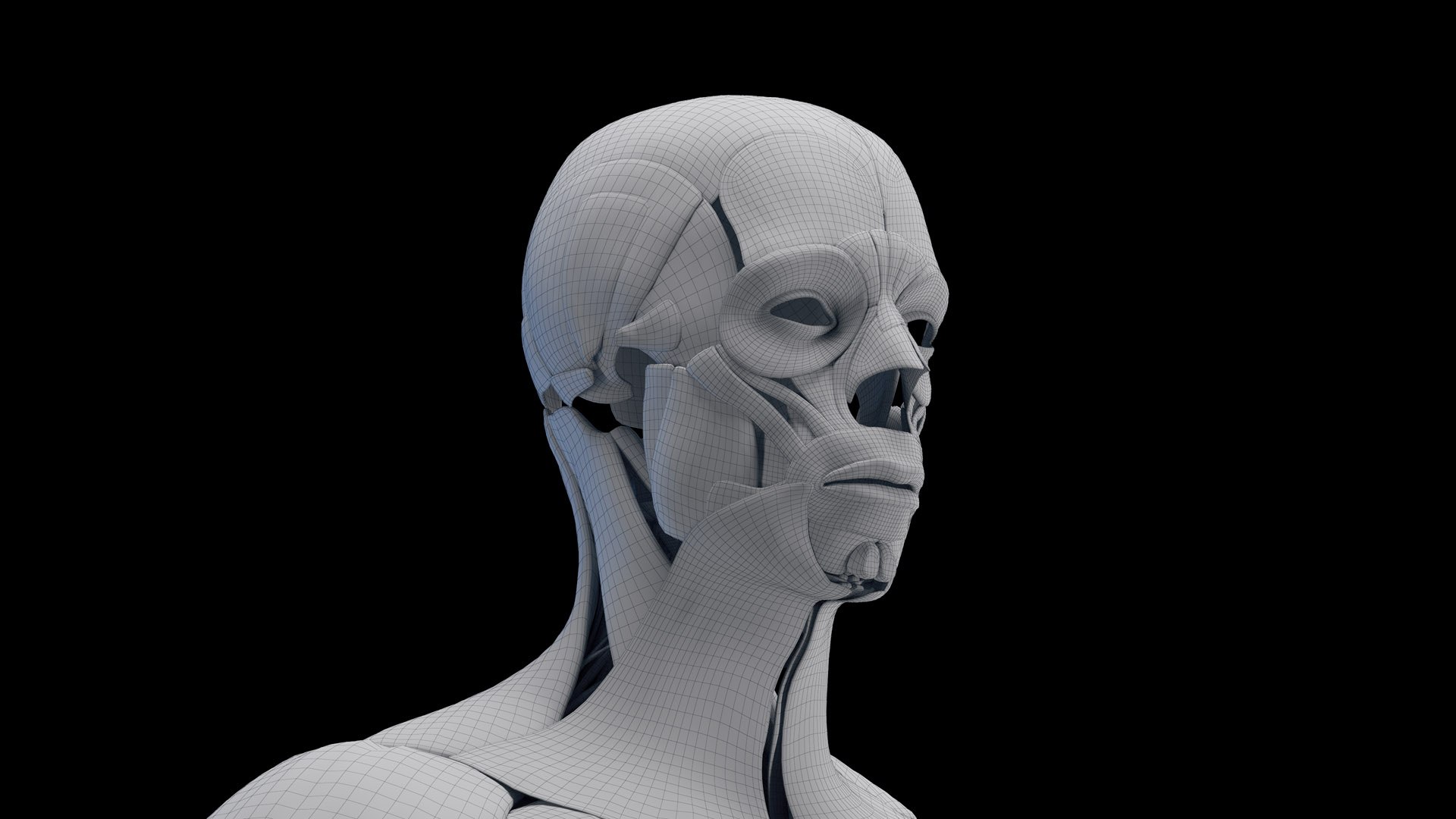Human Male Muscles Static 3D - TurboSquid 2014017