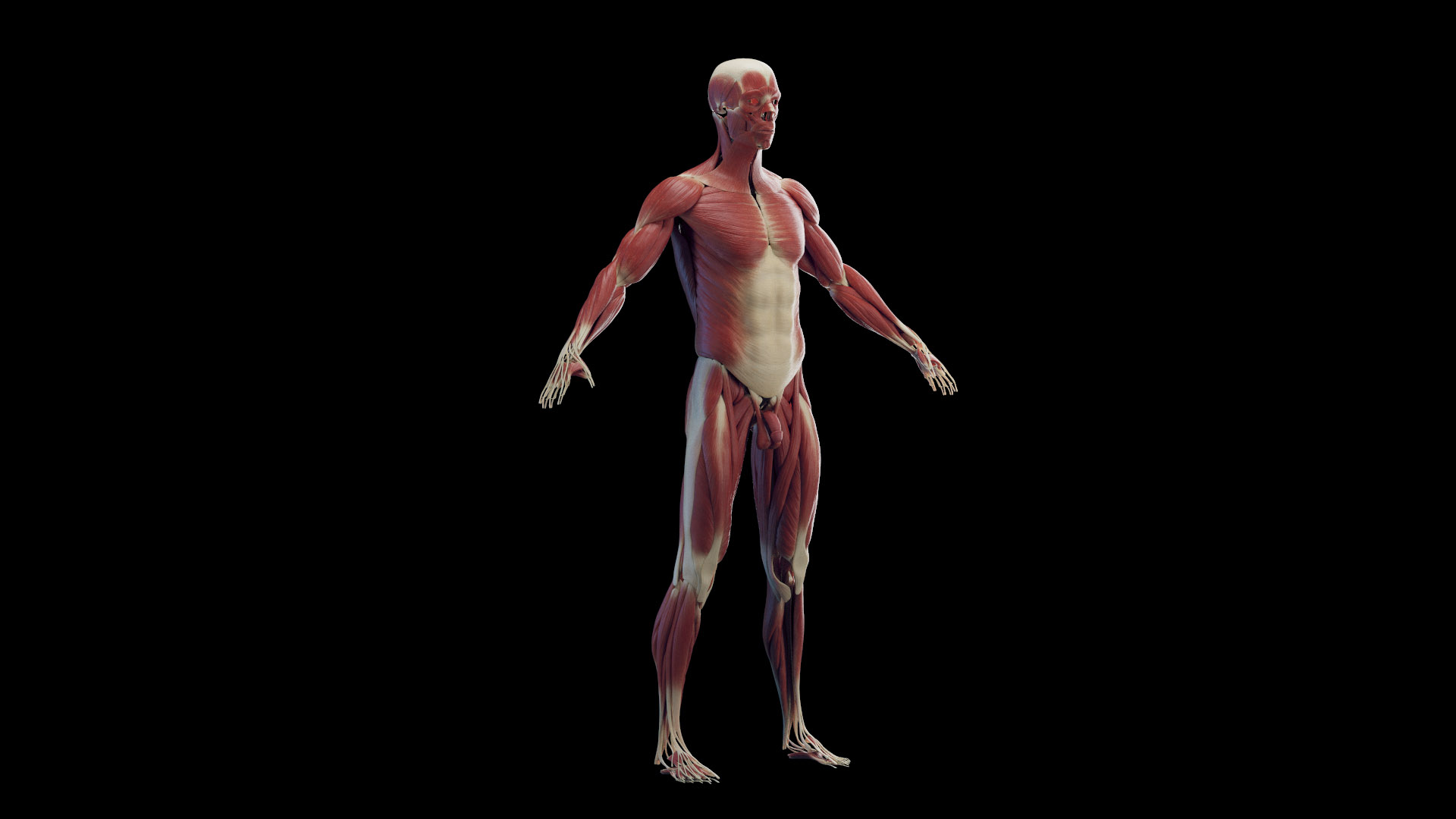 Human Male Muscles Static 3D - TurboSquid 2014017