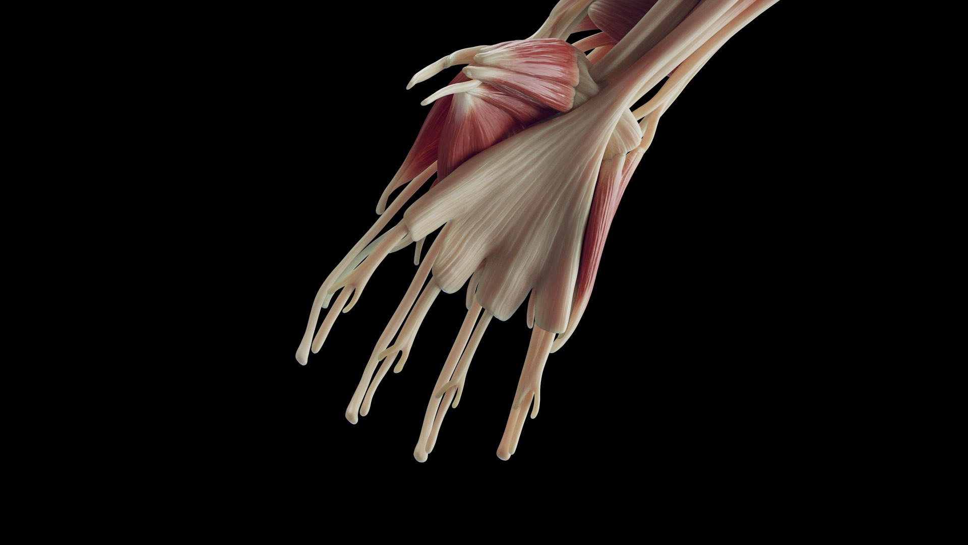 Human Male Muscles Static 3D - TurboSquid 2014017