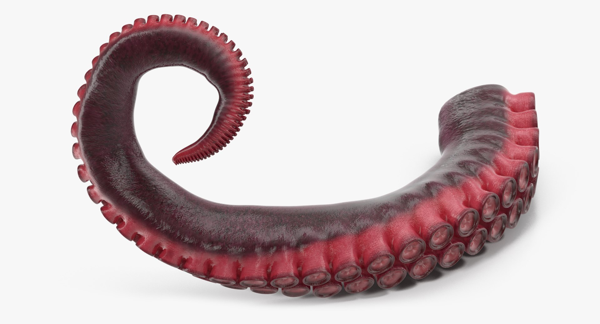 Octopus Tentacle Rigged C4d