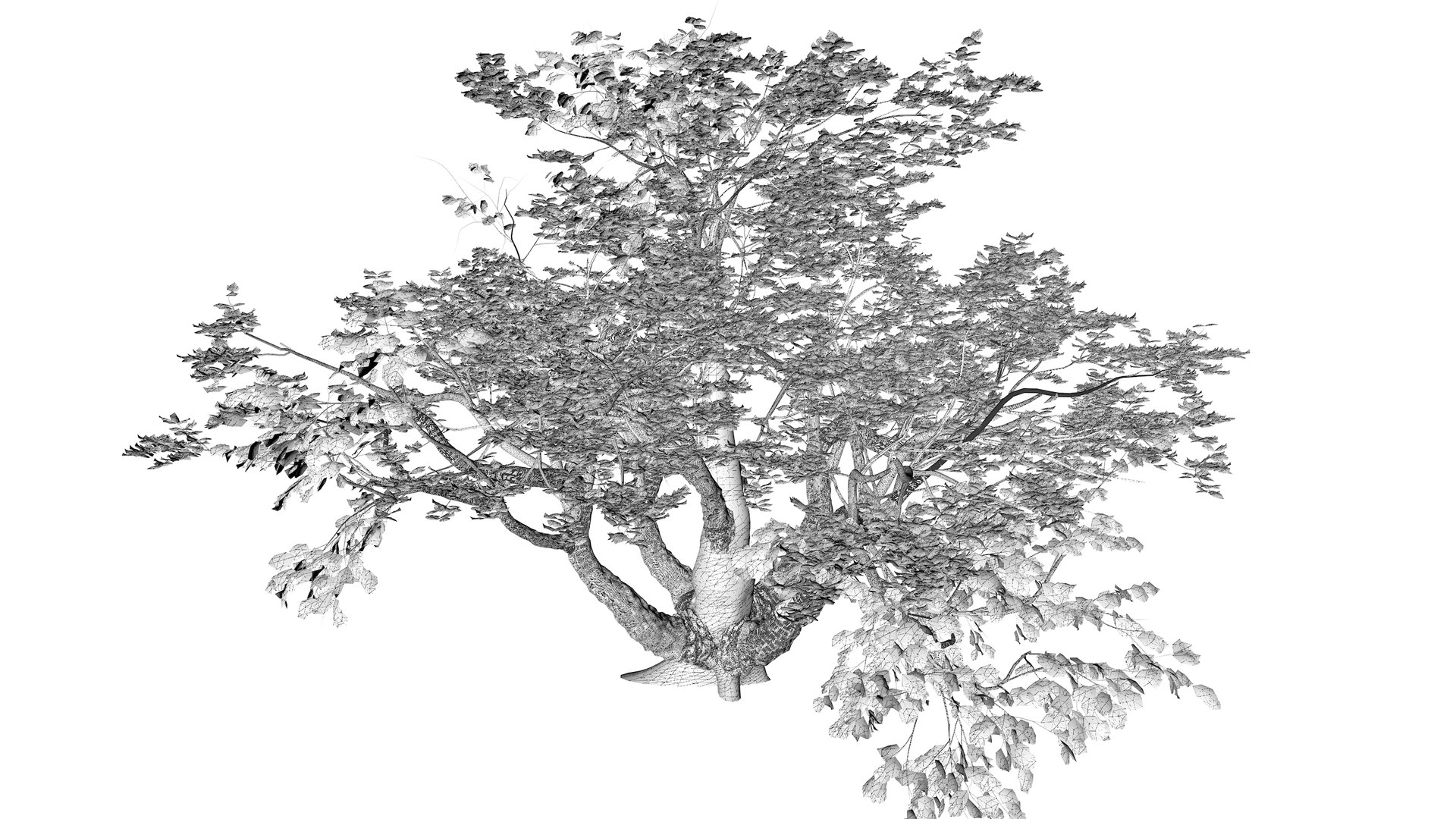 3D Trees Pack 01 - TurboSquid 1354811