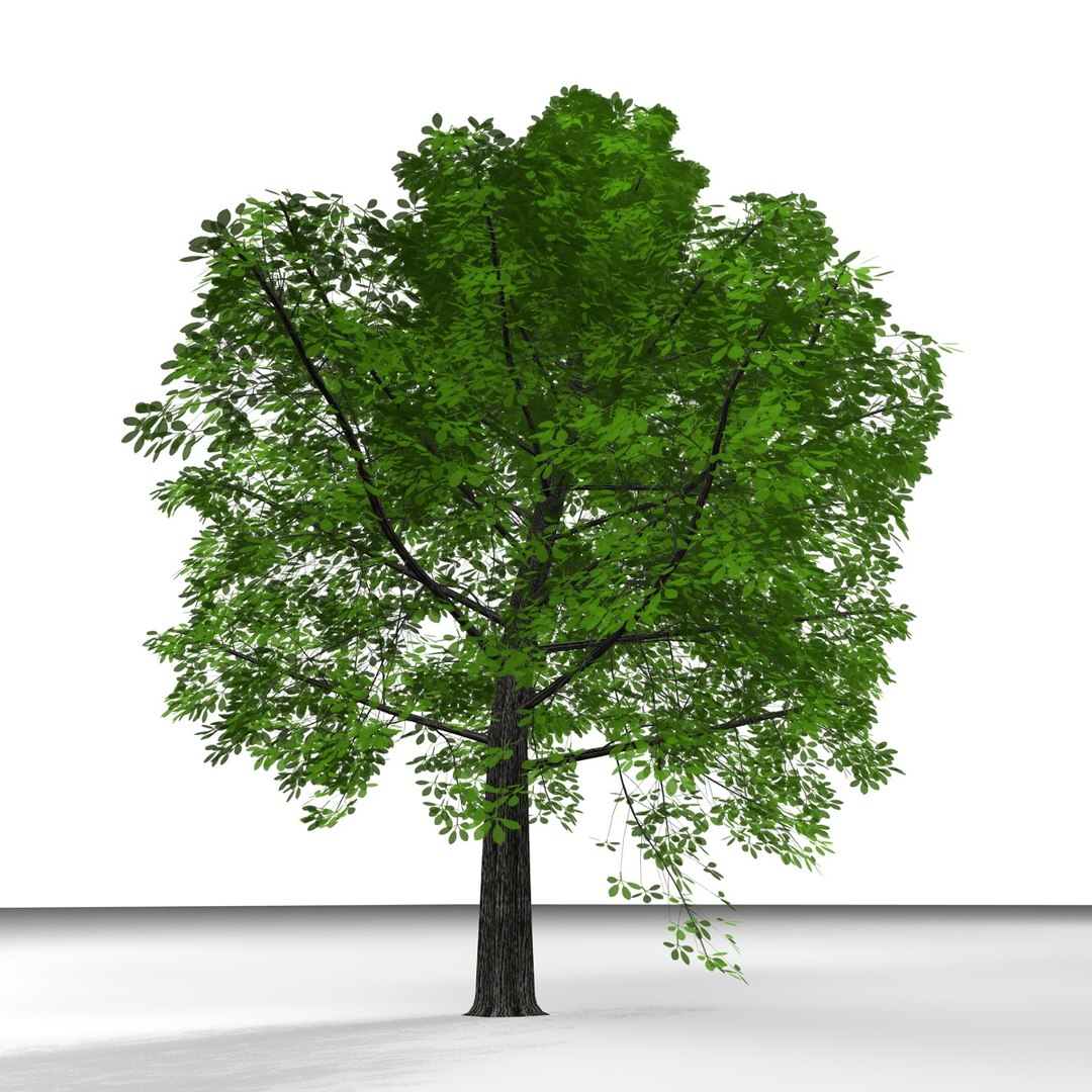 3d plane tree model