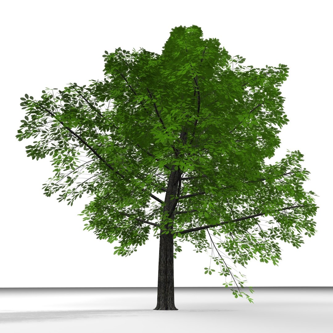 3d plane tree model