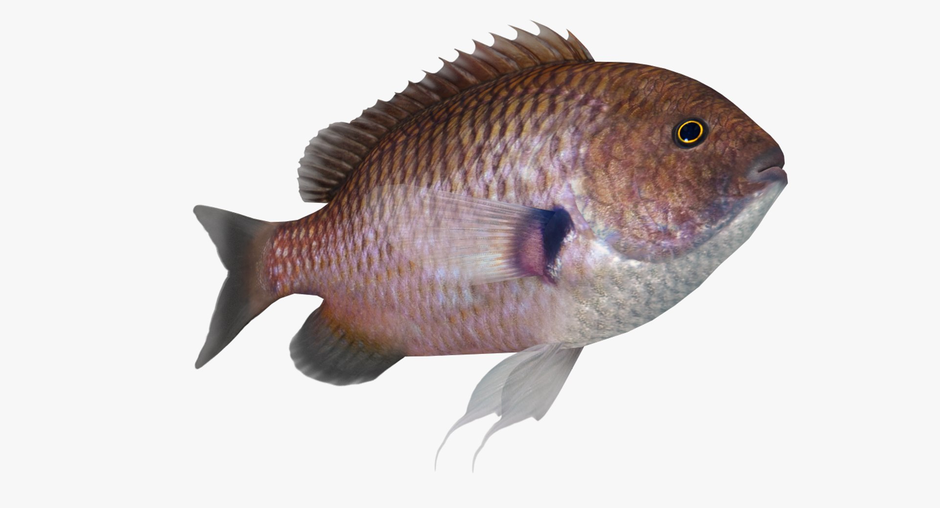 3D Chromis Notata Model - TurboSquid 1293439