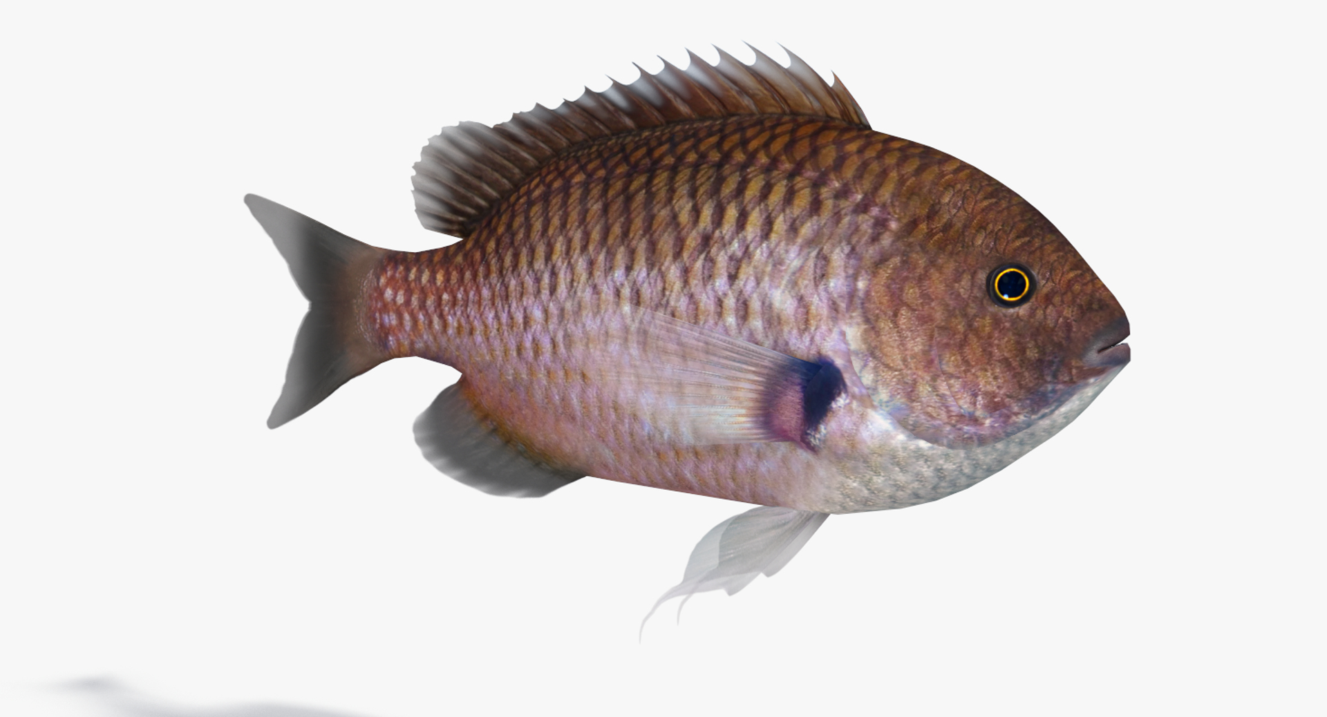 3D chromis notata model - TurboSquid 1293439