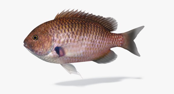 3D chromis notata model - TurboSquid 1293439