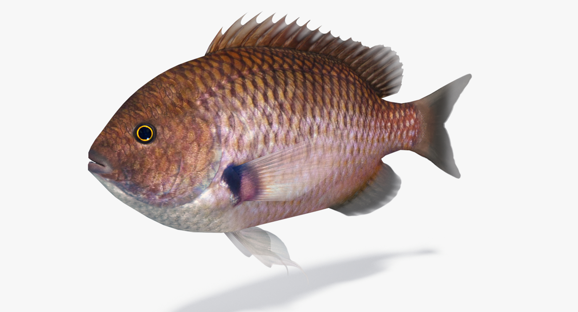 3D chromis notata model - TurboSquid 1293439
