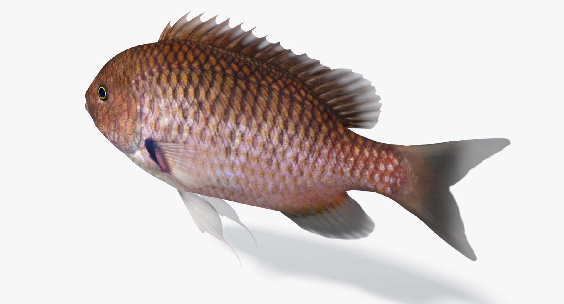 3D chromis notata model - TurboSquid 1293439