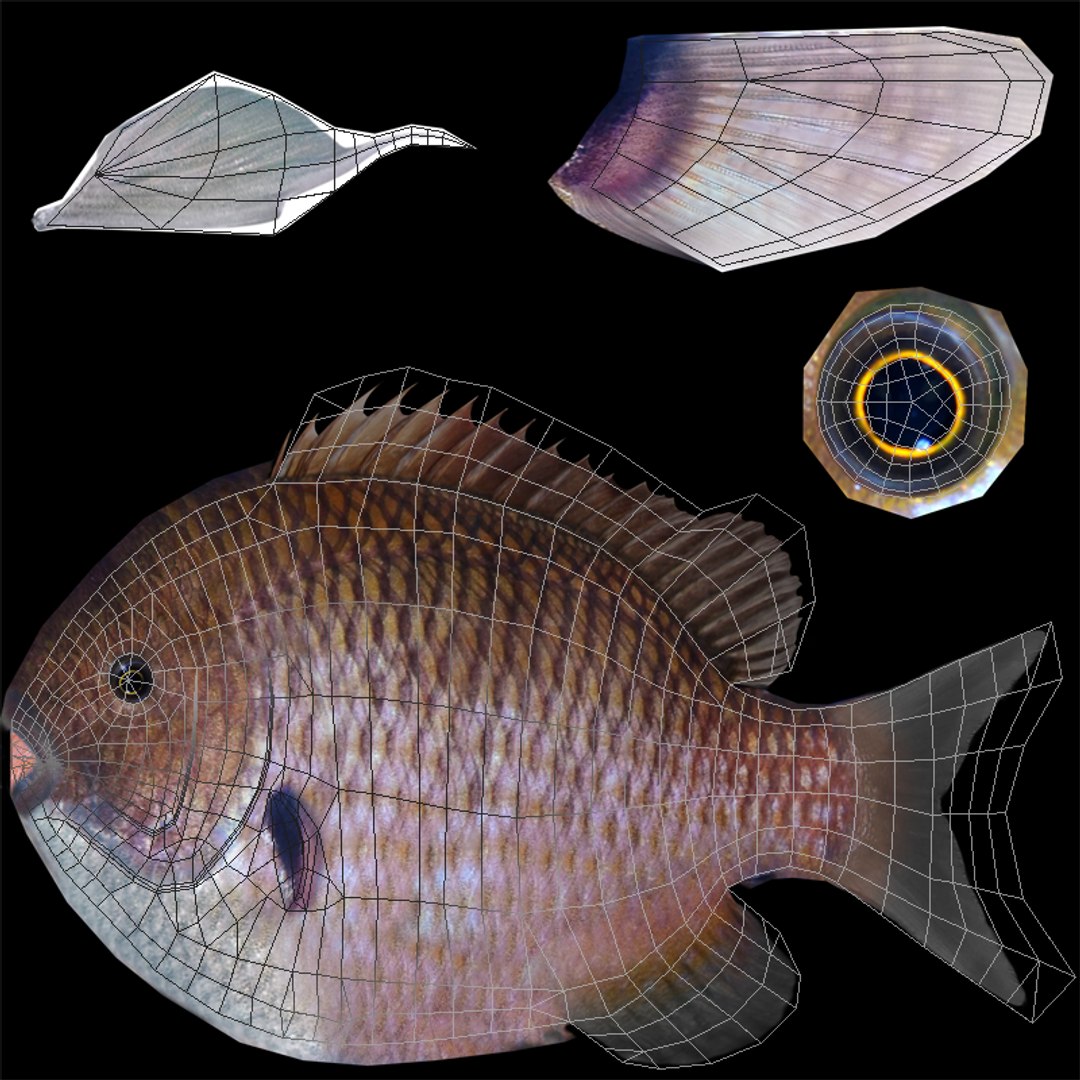 3D Chromis Notata Model - TurboSquid 1293439