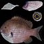 3D Chromis Notata Model - TurboSquid 1293439
