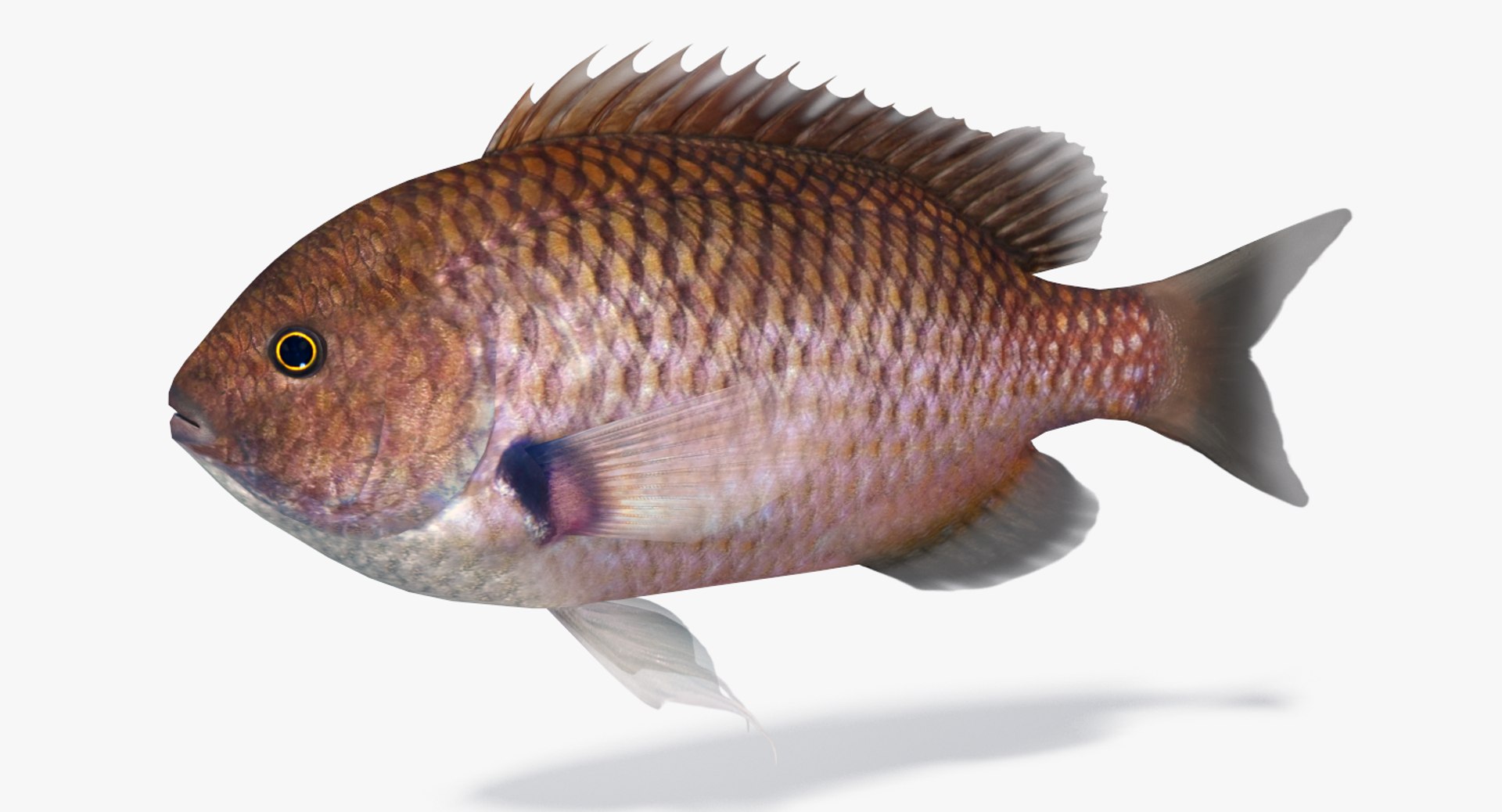 3D Chromis Notata Model - TurboSquid 1293439