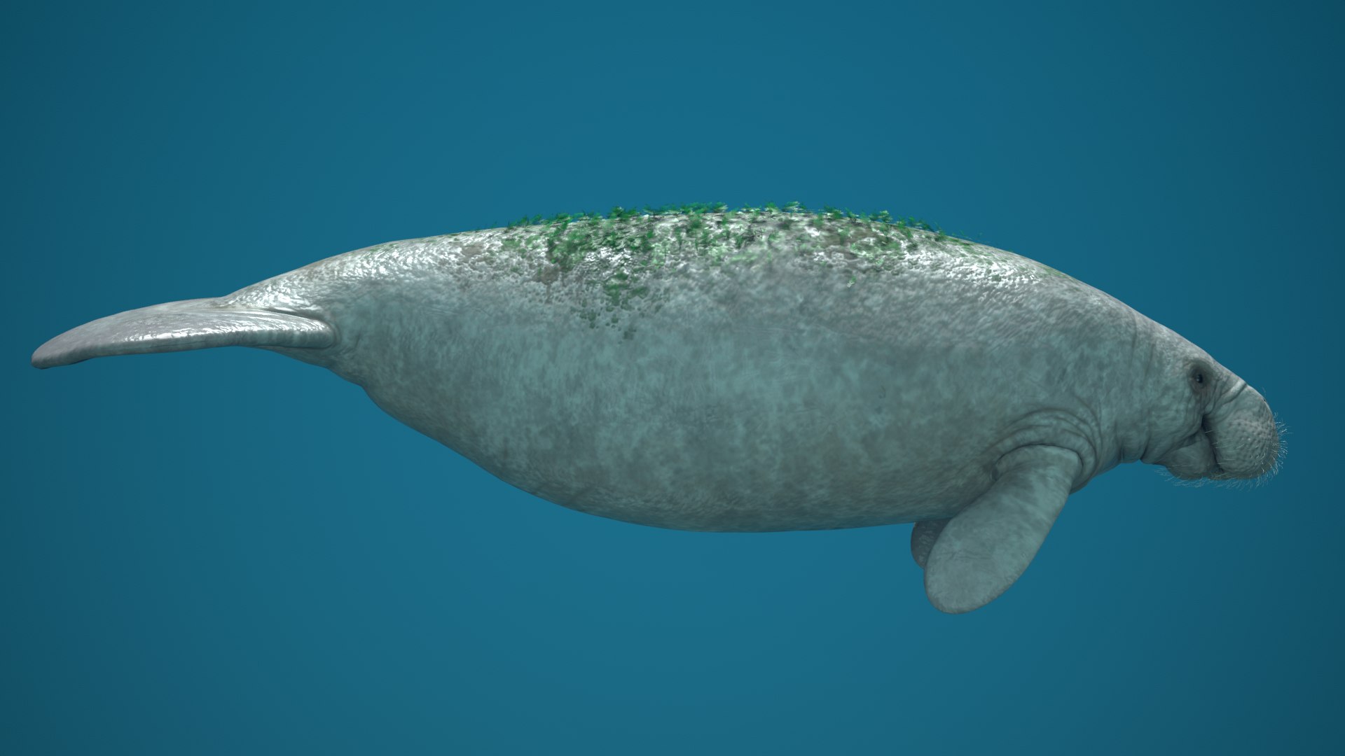 West Indian Manatee Rigged Animated Antillean Realistic Game Ready 3D ...