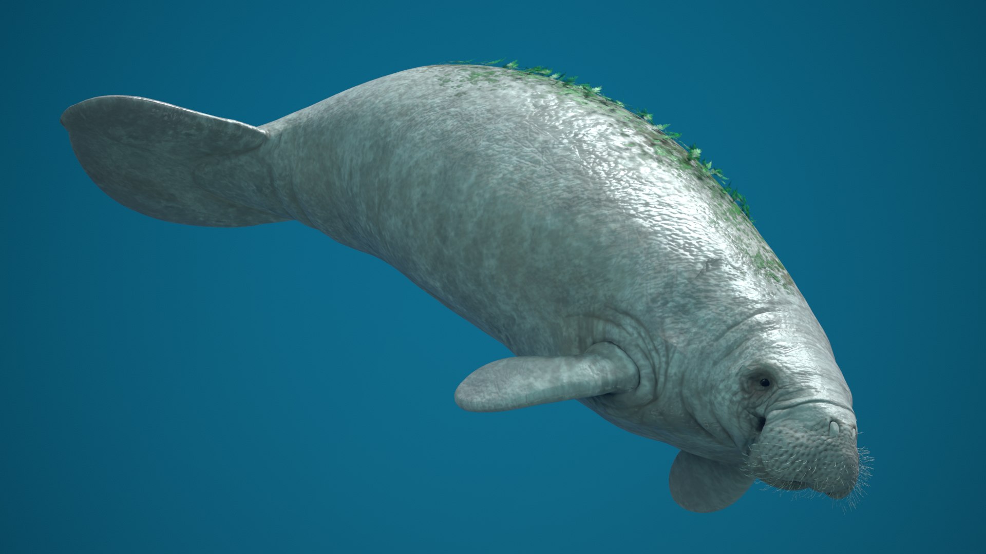 West Indian Manatee Rigged Animated Antillean Realistic Game Ready 3D ...
