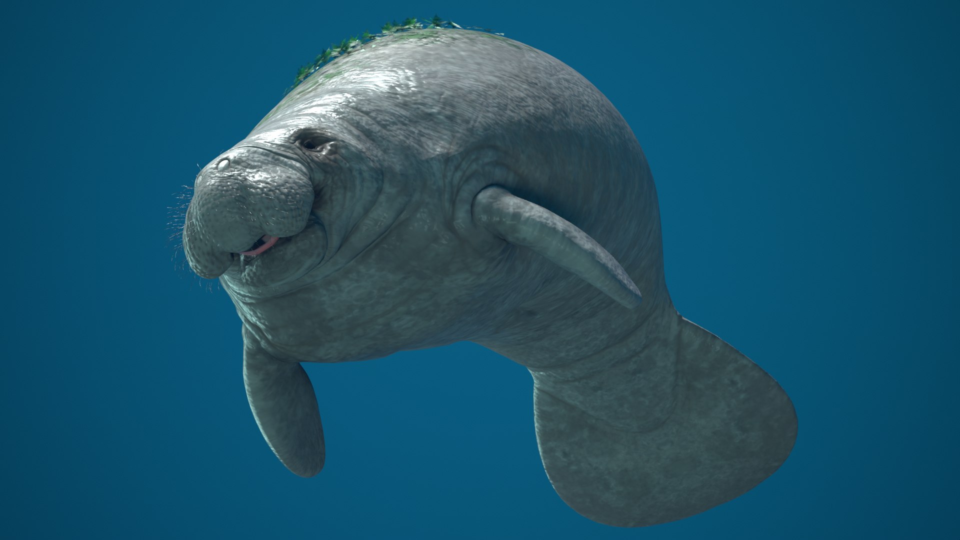West Indian Manatee Rigged Animated Antillean Realistic Game Ready 3D ...