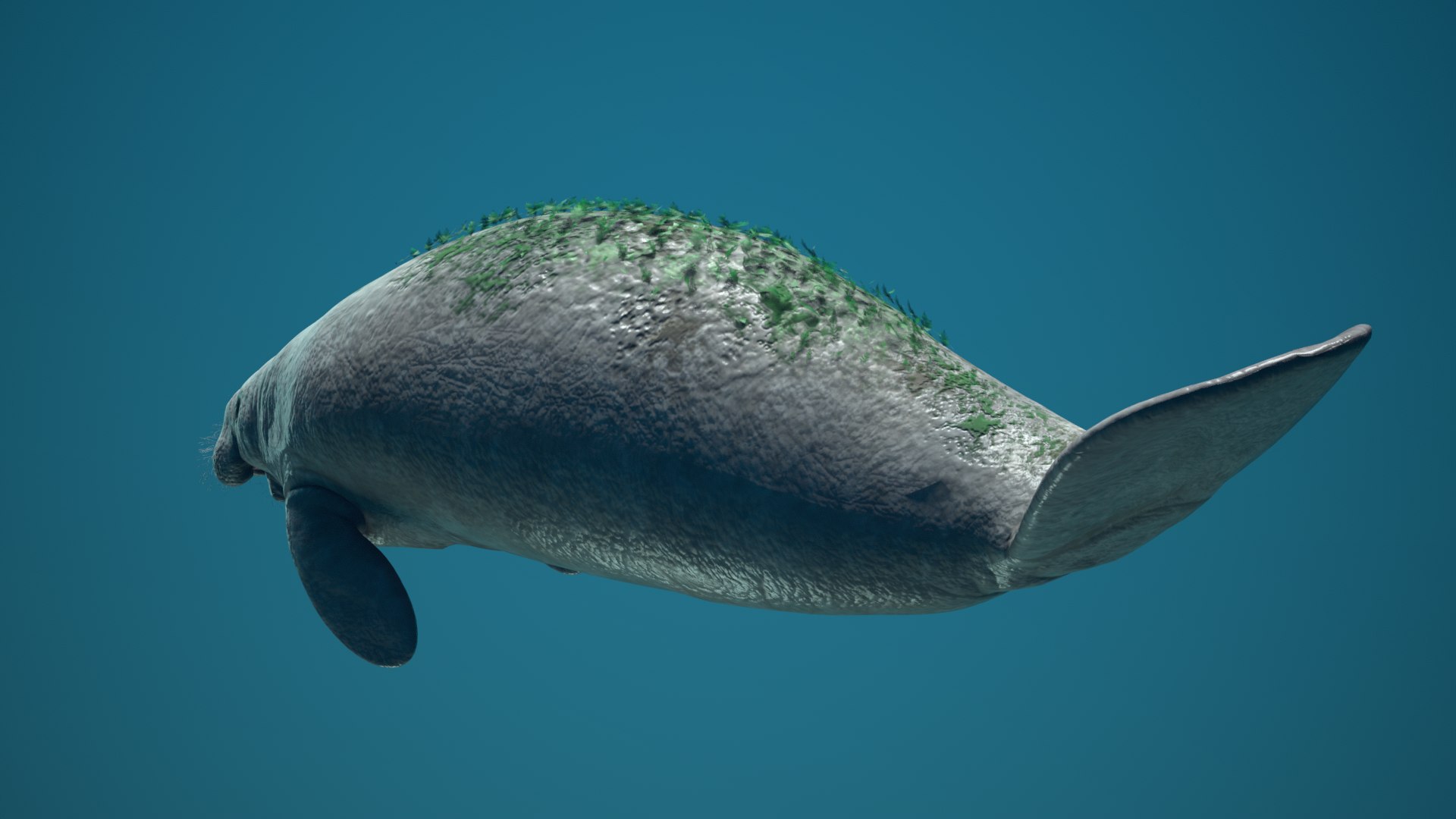 West Indian Manatee Rigged Animated Antillean Realistic Game Ready 3D ...