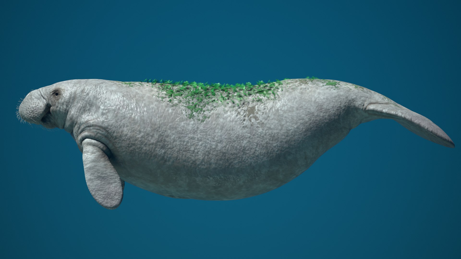 West Indian Manatee Rigged Animated Antillean Realistic Game Ready 3D ...