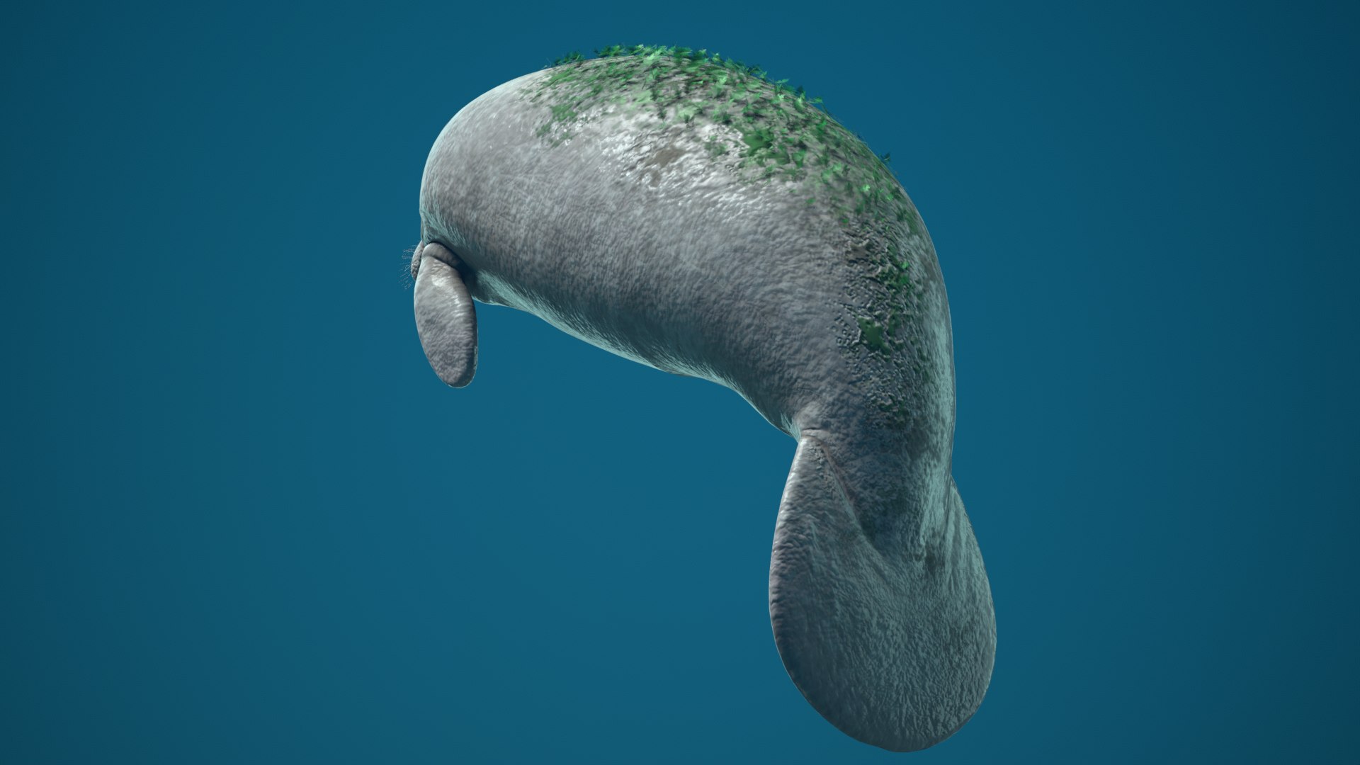 West Indian Manatee Rigged Animated Antillean Realistic Game Ready 3D ...
