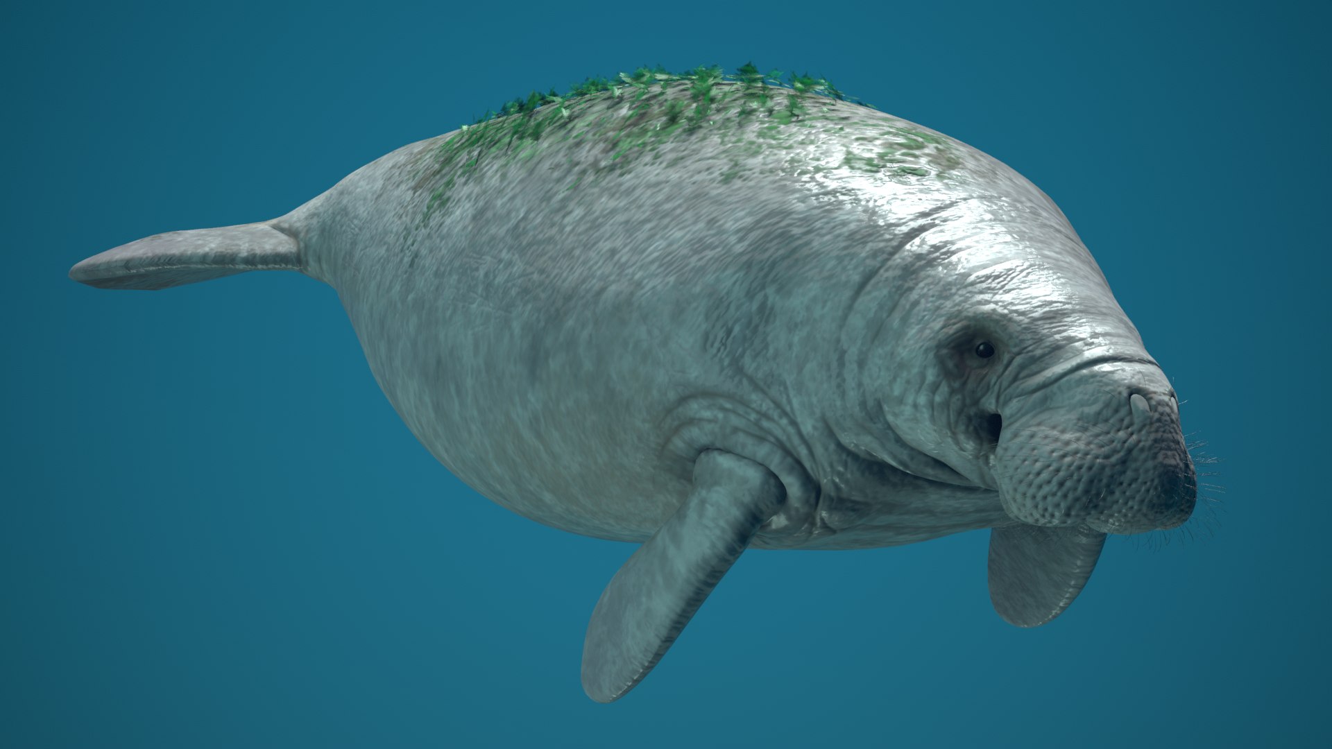 West Indian Manatee Rigged Animated Antillean Realistic Game Ready 3D ...