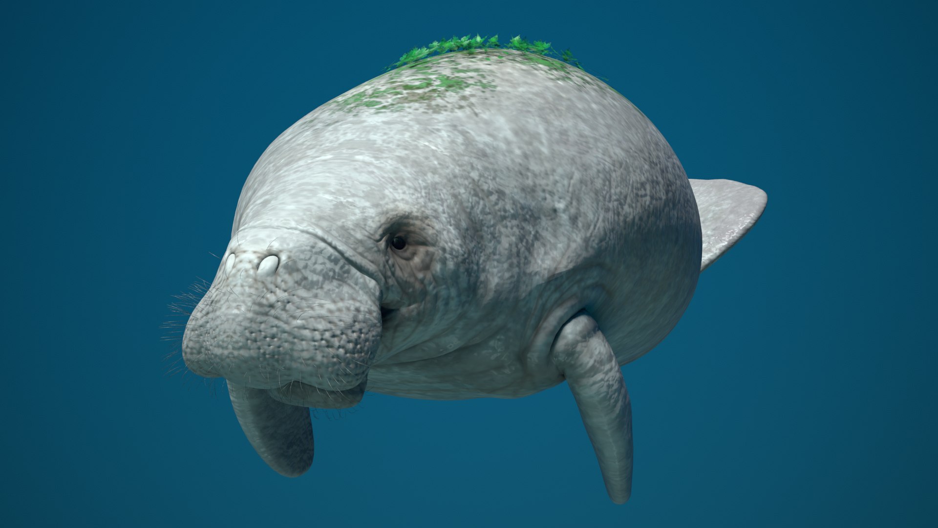 West Indian Manatee Rigged Animated Antillean Realistic Game Ready 3D ...