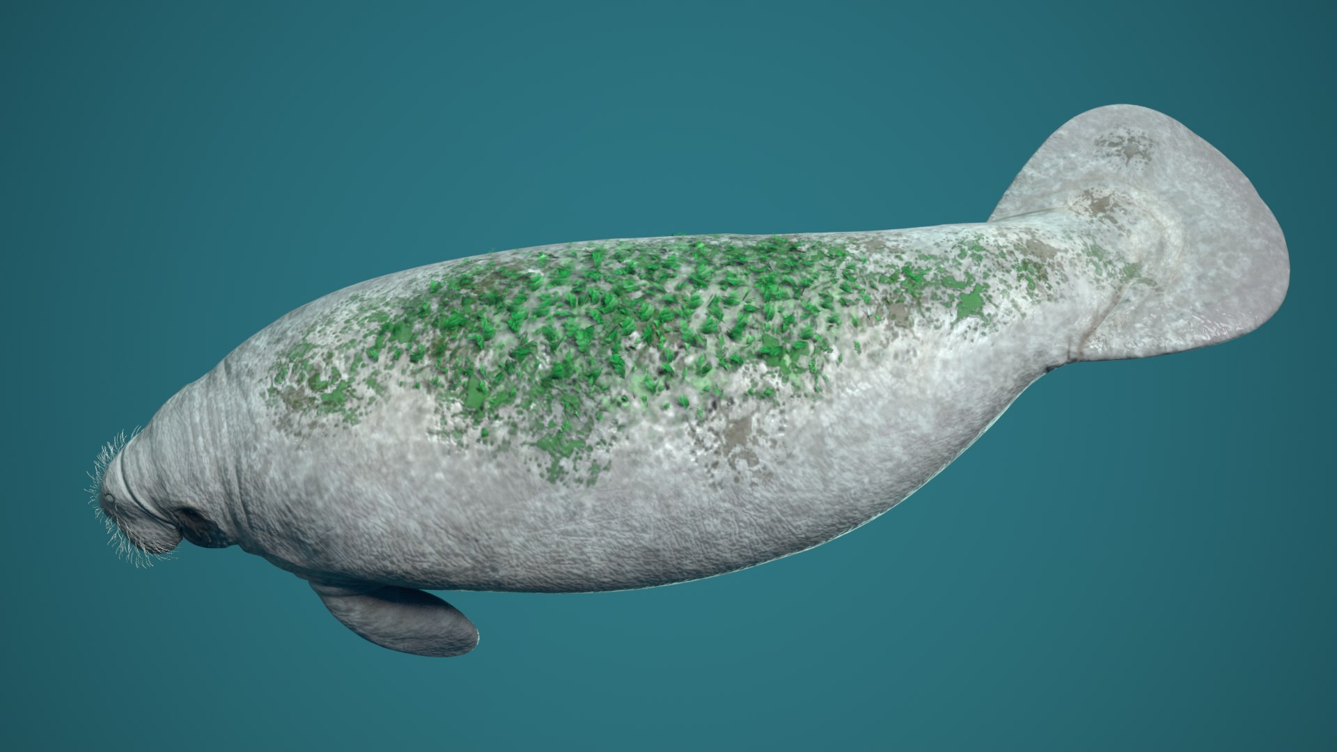 West Indian Manatee Rigged Animated Antillean Realistic Game Ready 3D ...