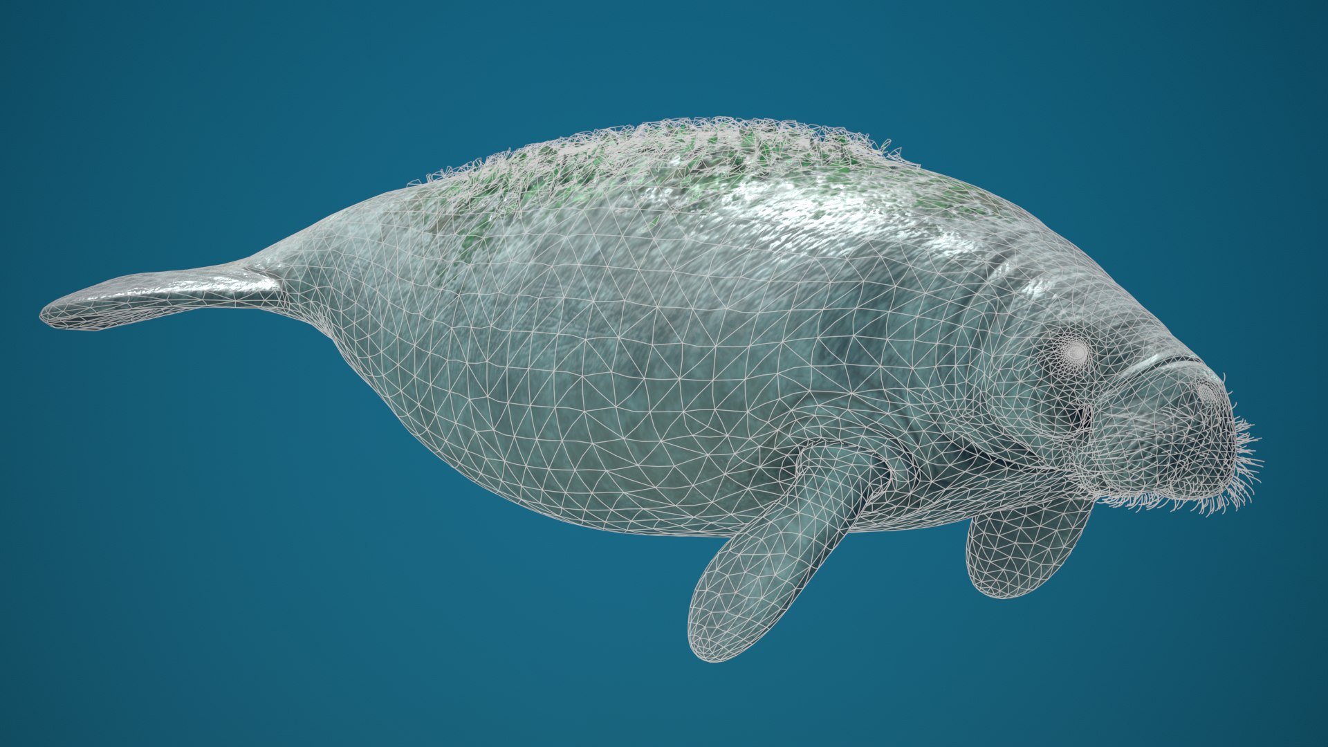 West Indian Manatee Rigged Animated Antillean Realistic Game Ready 3D ...
