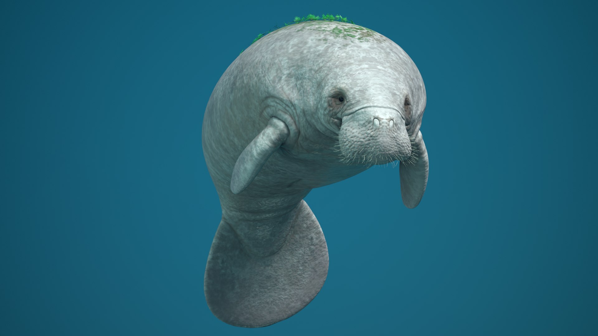 West Indian Manatee Rigged Animated Antillean Realistic Game Ready 3D ...
