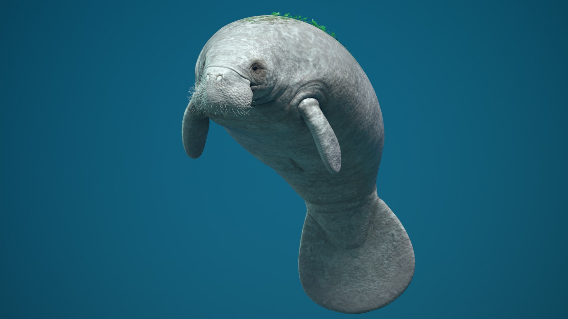 West Indian Manatee Rigged Animated Antillean Realistic Game Ready 3D ...