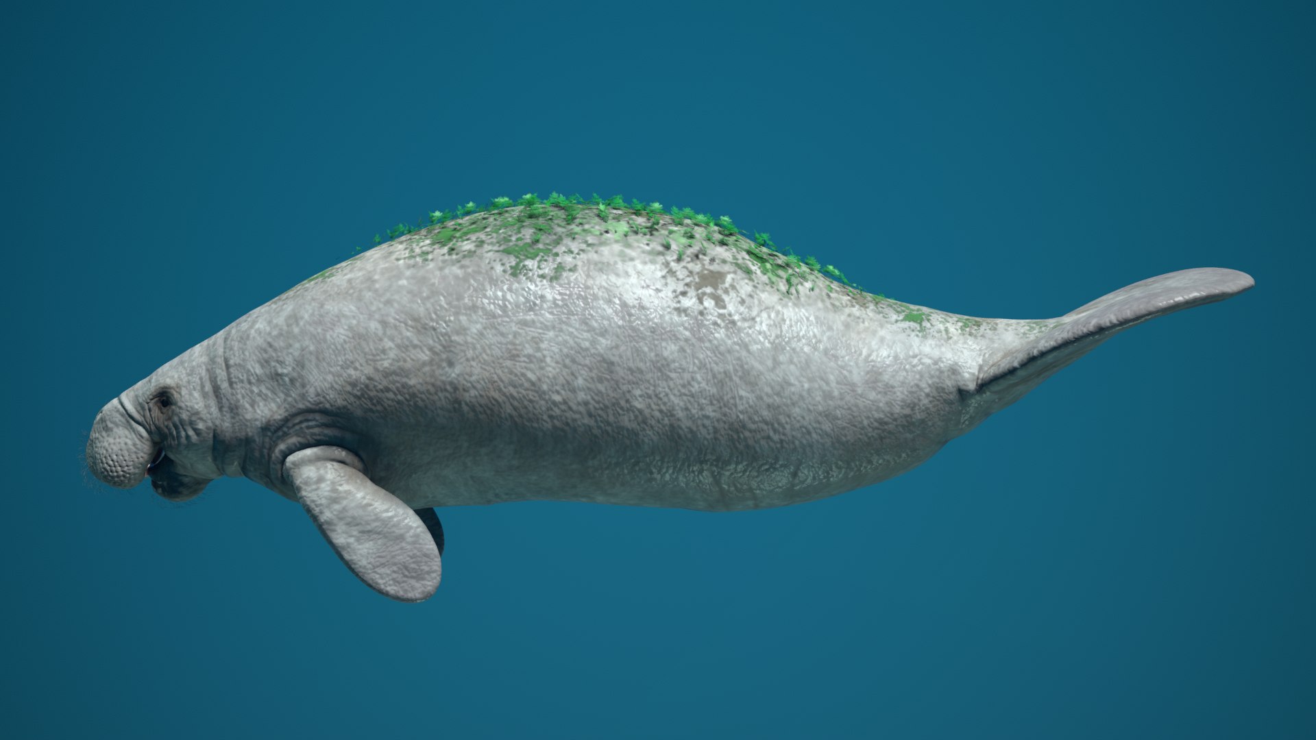 West Indian Manatee Rigged Animated Antillean Realistic Game Ready 3D ...