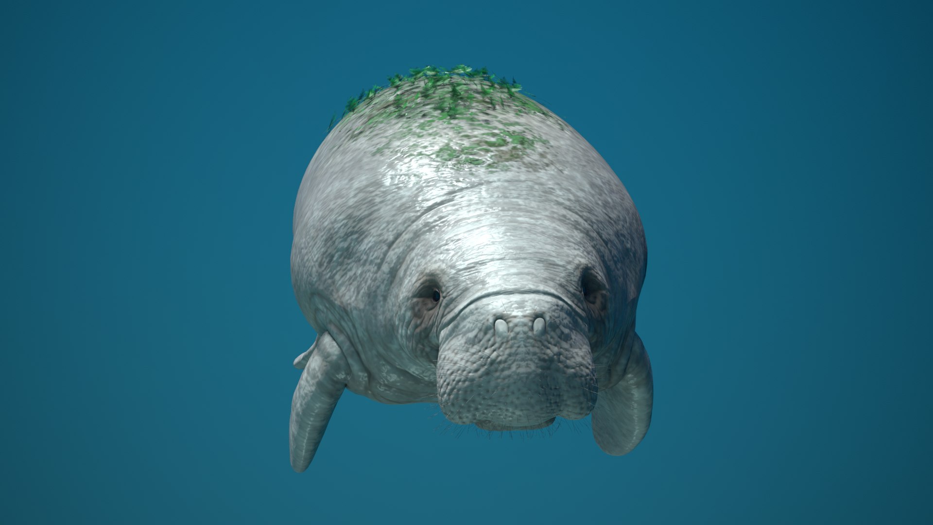 West Indian Manatee Rigged Animated Antillean Realistic Game Ready 3D ...