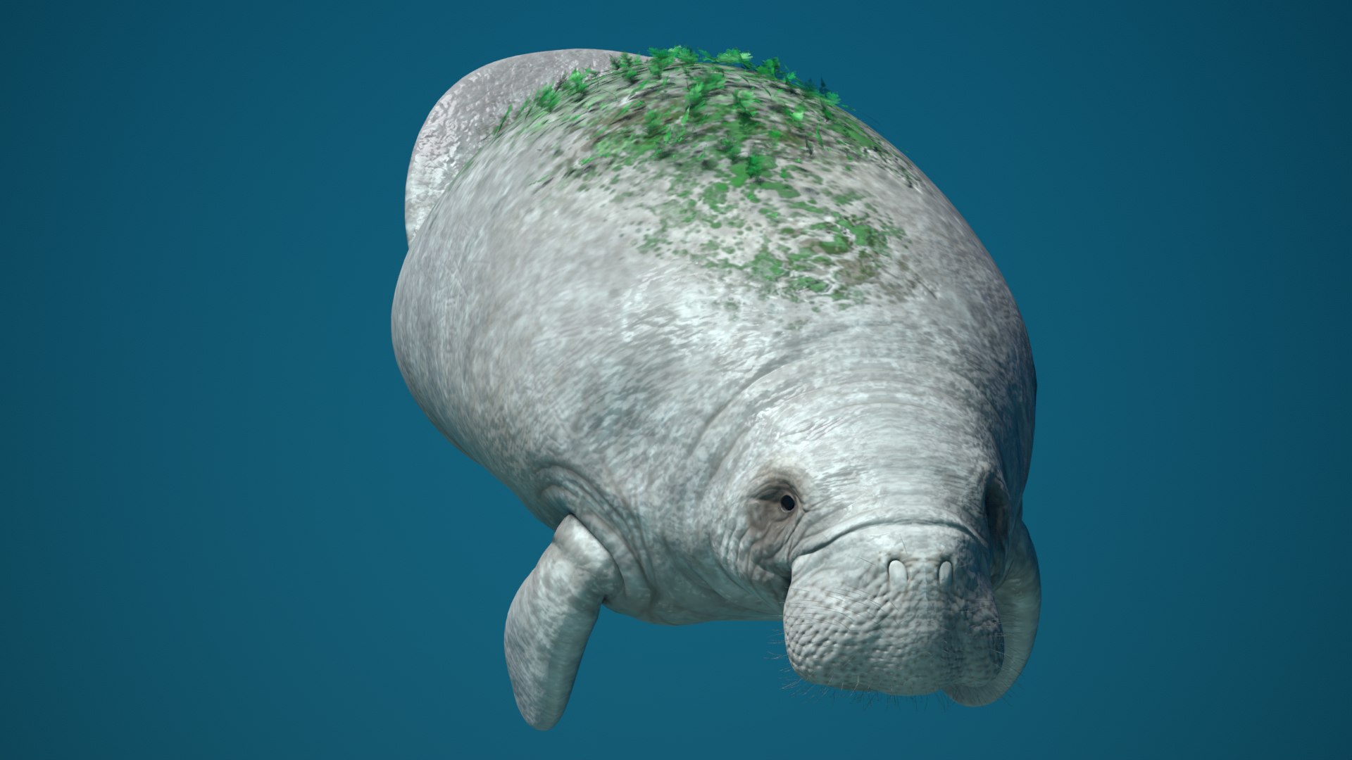 West Indian Manatee Rigged Animated Antillean Realistic Game Ready 3D ...