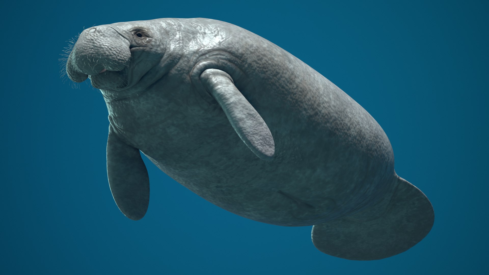 West Indian Manatee Rigged Animated Antillean Realistic Game Ready 3D ...