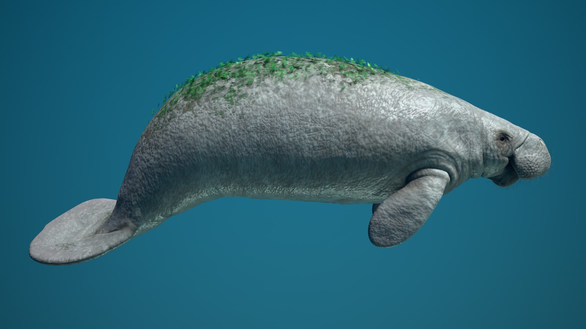 West Indian Manatee Rigged Animated Antillean Realistic Game Ready 3D ...