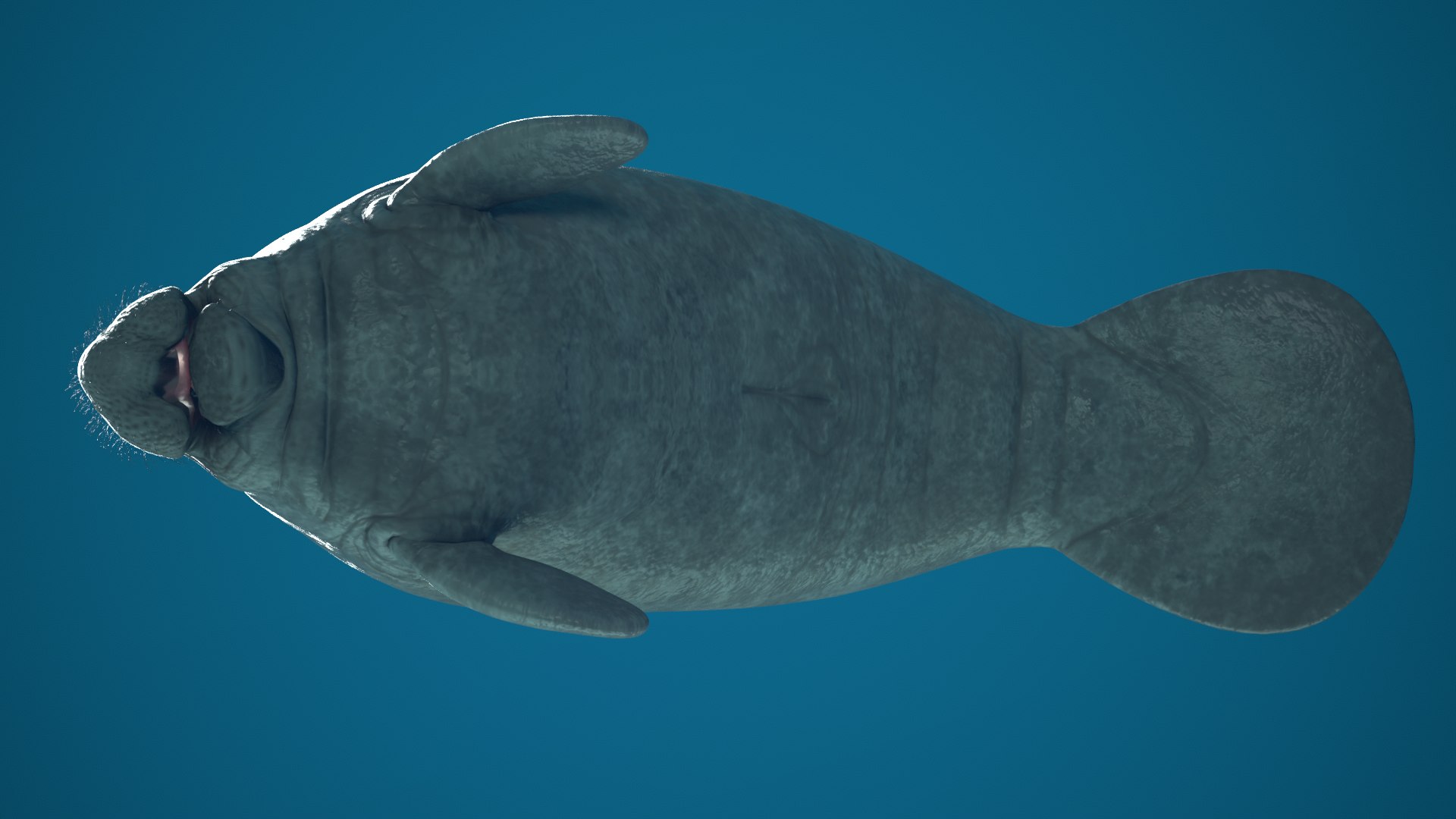 West Indian Manatee Rigged Animated Antillean Realistic Game Ready 3D ...